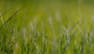 10 Interesting Facts About Grass